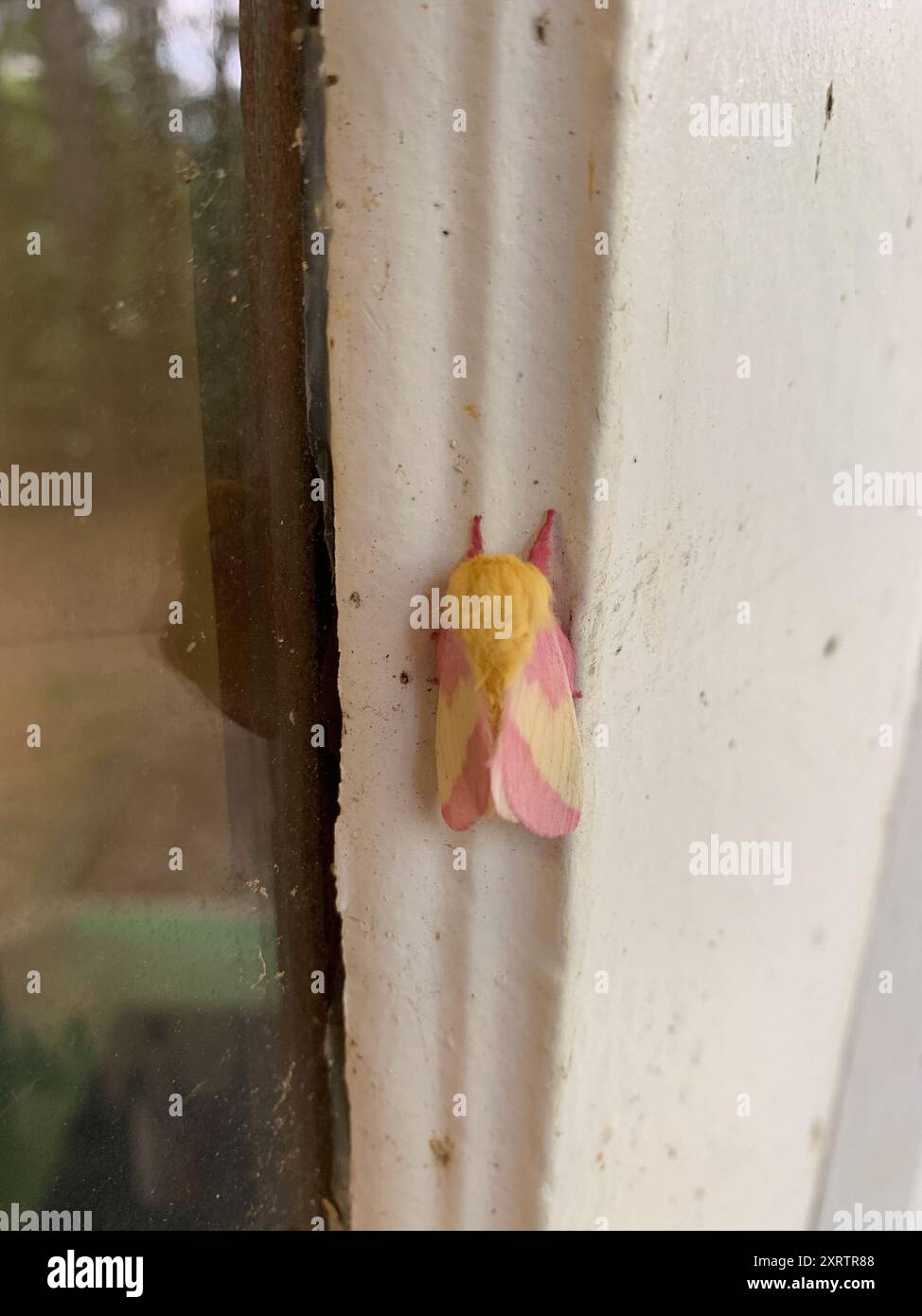 Rosy Maple Moth (Dryocampa rubicunda) Insecta Stock Photo - Alamy