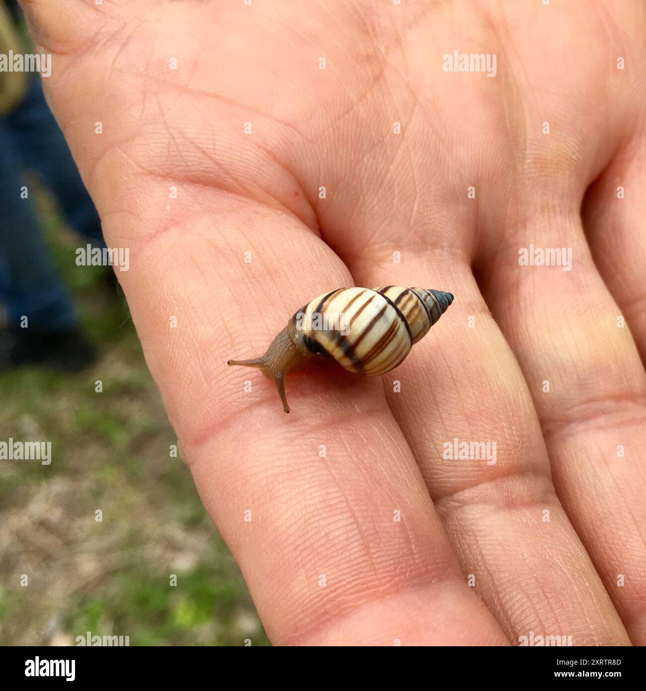 Lined Treesnail (Mesembrinus multilineatus) Mollusca Stock Photo - Alamy