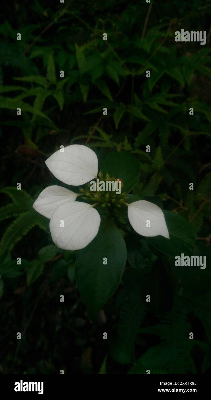 Splash-of-white (Mussaenda pubescens) Plantae Stock Photo - Alamy