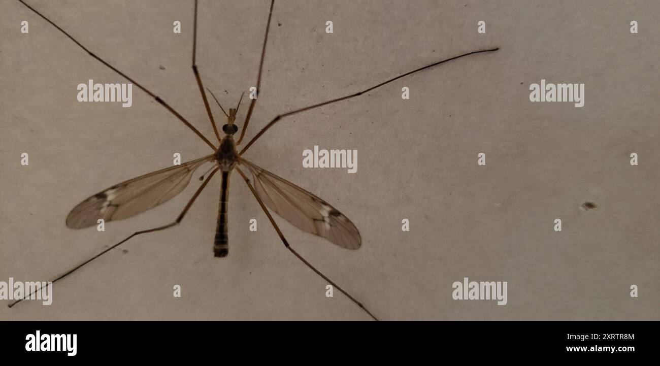 Large Crane Flies (Tipulidae) Insecta Stock Photo - Alamy