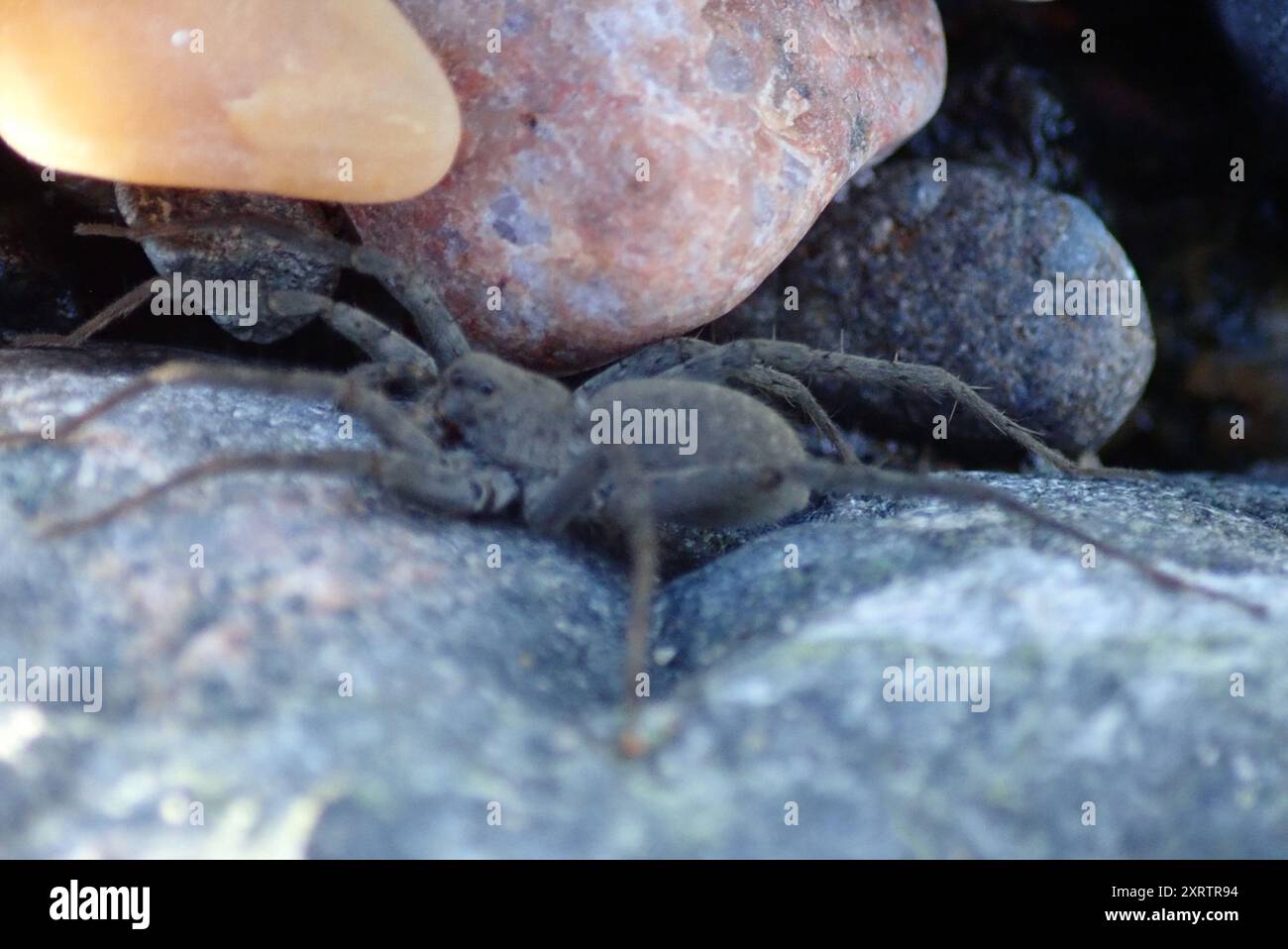 Stone Spider (Pardosa lapidicina) Arachnida Stock Photo - Alamy