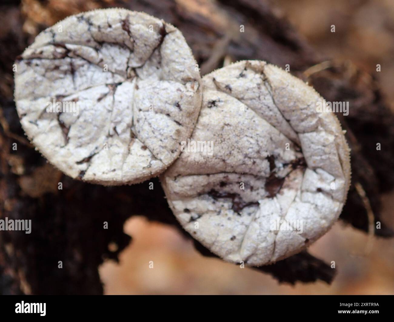 puffballs (Lycoperdaceae) Fungi Stock Photo - Alamy