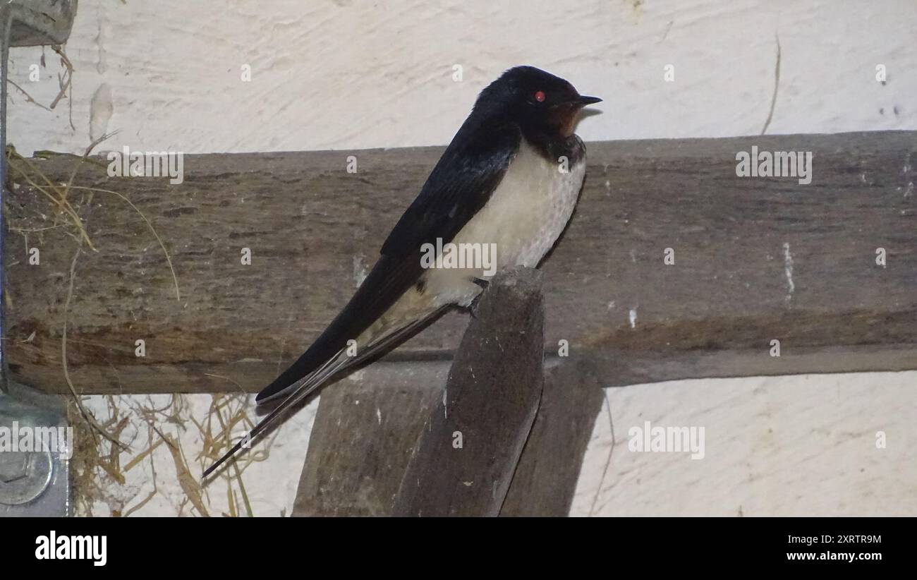 White-bellied Barn Swallow (Hirundo rustica rustica) Aves Stock Photo ...