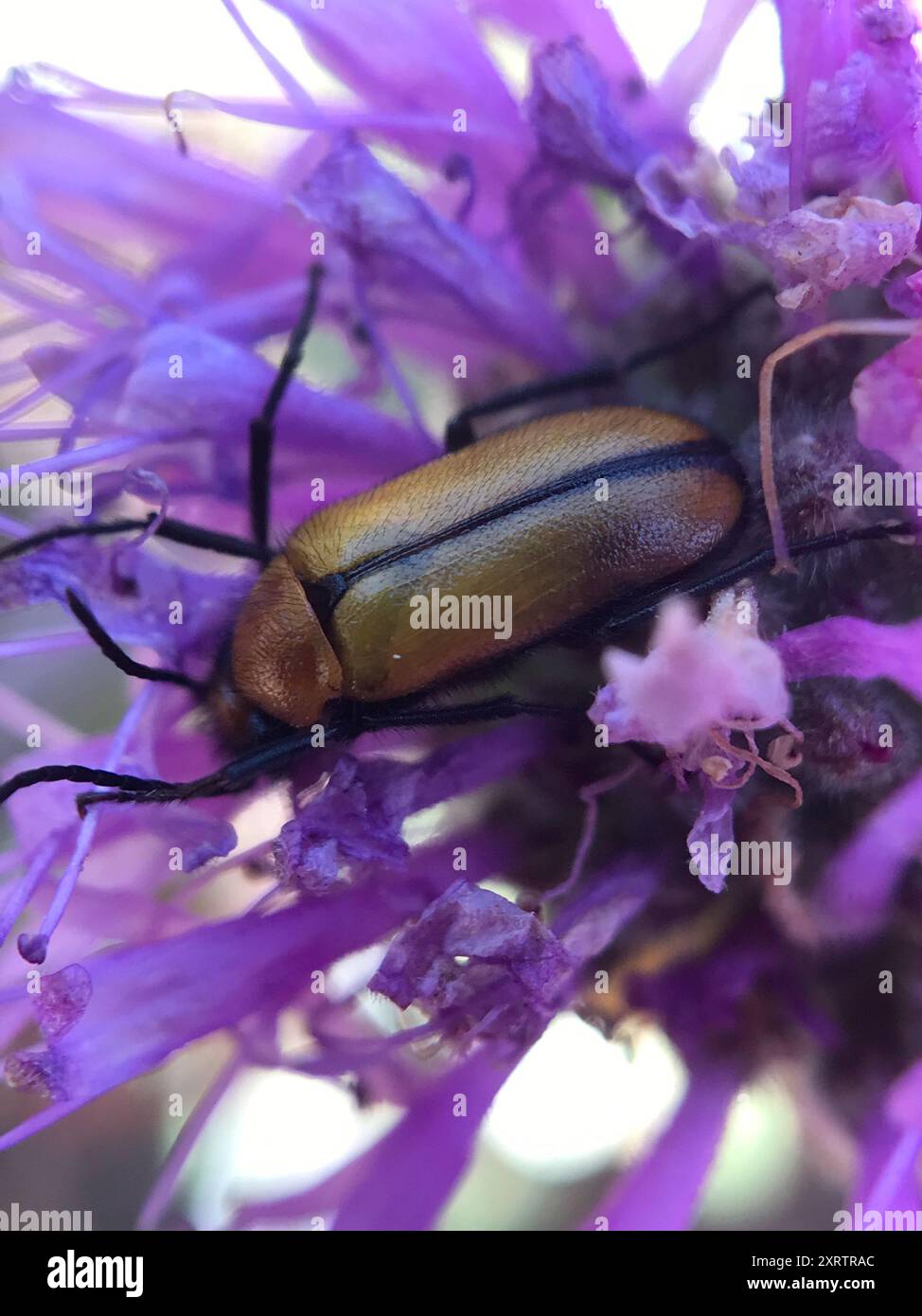 Beetles (Coleoptera) Insecta Stock Photo - Alamy