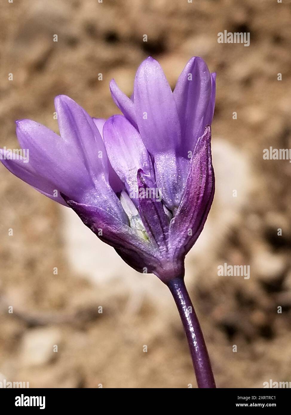 Blue Dicks (Dipterostemon capitatus) Plantae Stock Photo - Alamy