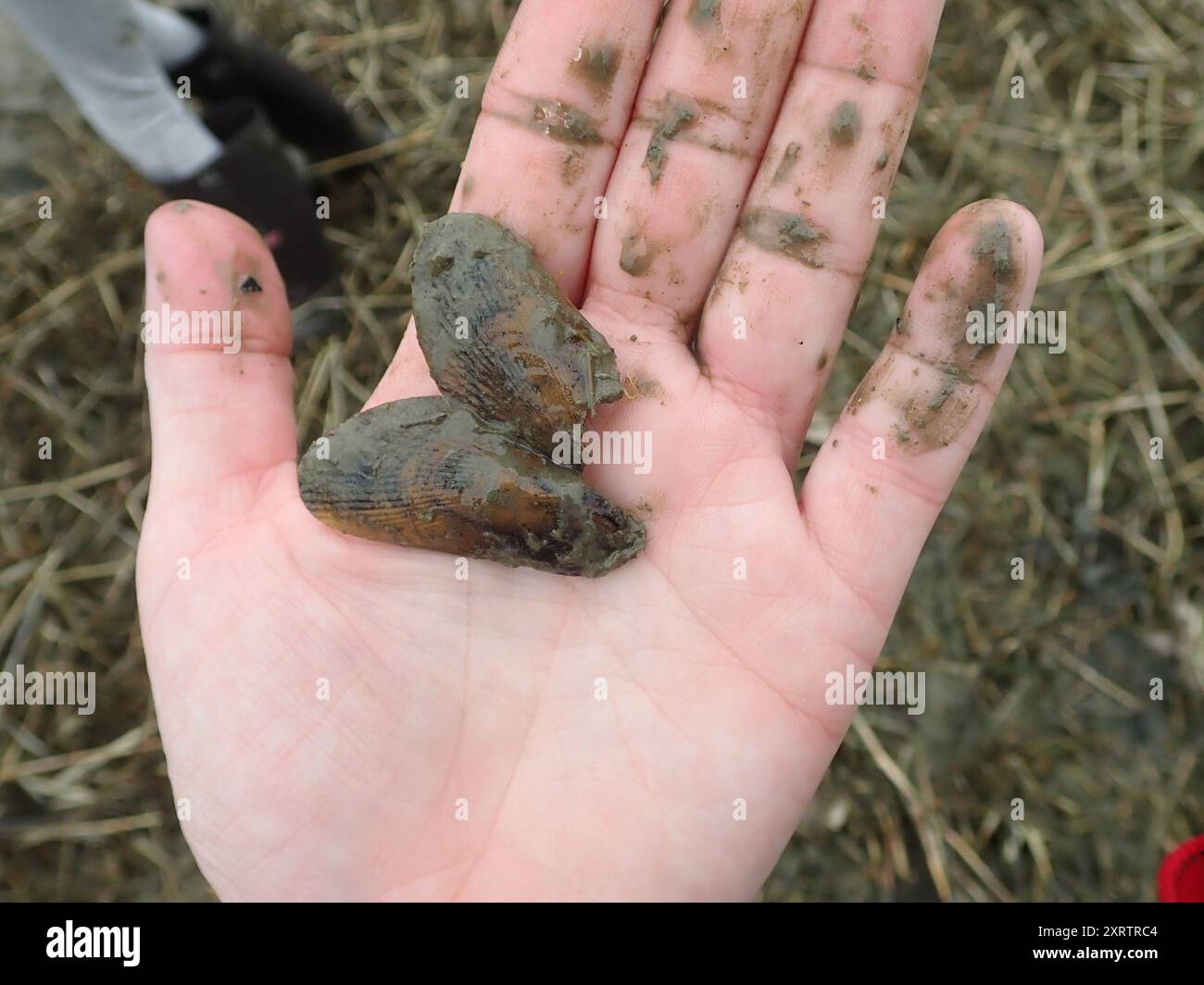 Atlantic Ribbed Mussel (Geukensia demissa) Mollusca Stock Photo - Alamy