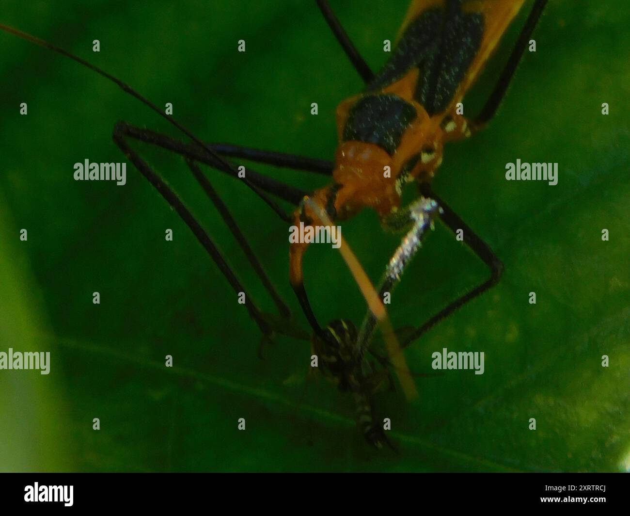 Milkweed Assassin Bug (Zelus longipes) Insecta Stock Photo - Alamy