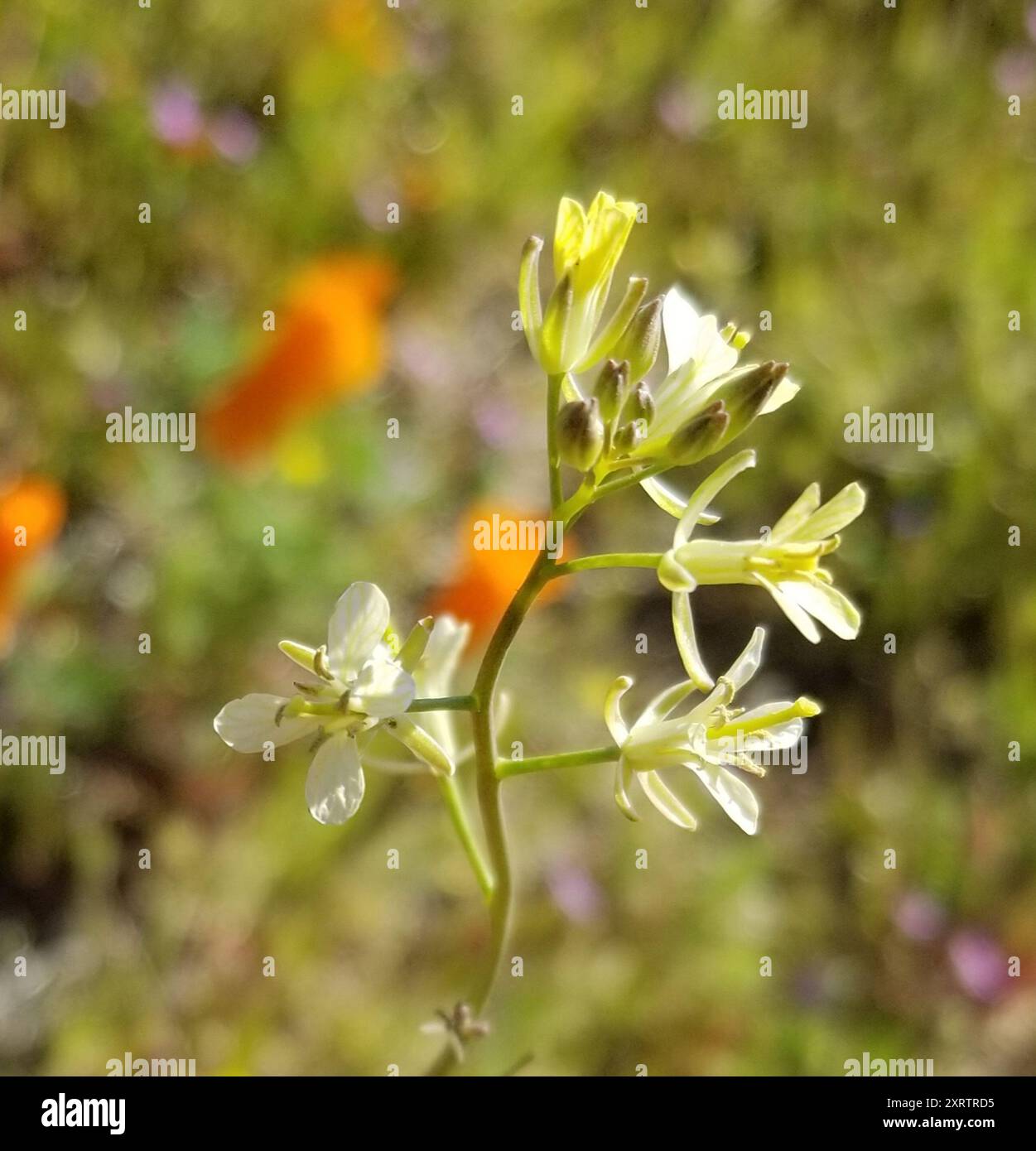 mustard family (Brassicaceae) Plantae Stock Photo - Alamy