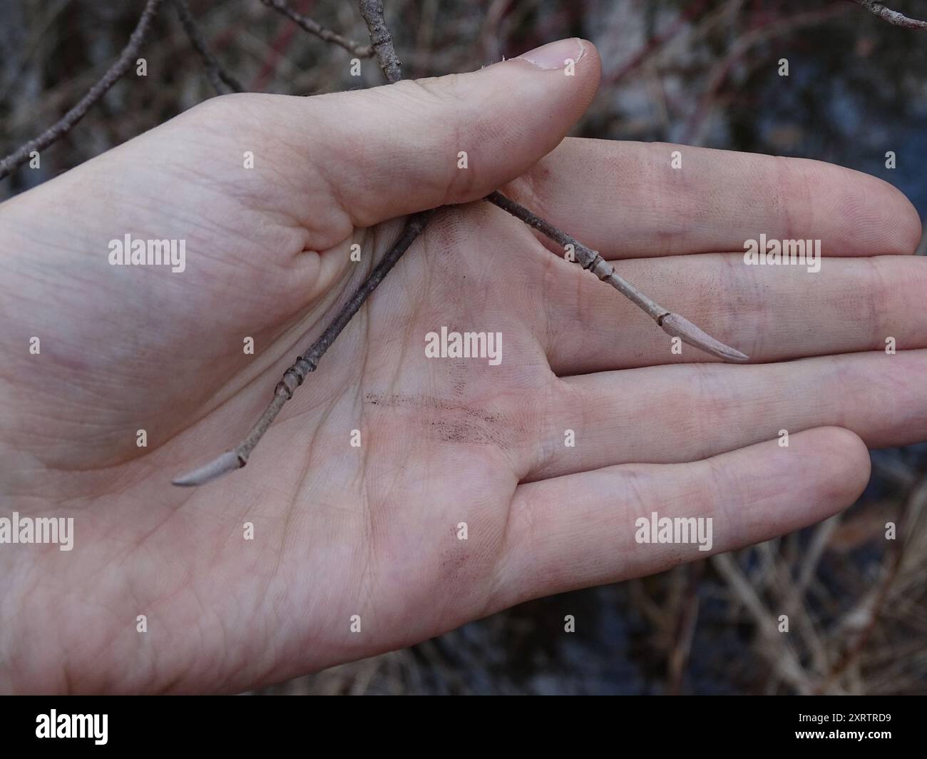 nannyberry (Viburnum lentago) Plantae Stock Photo - Alamy