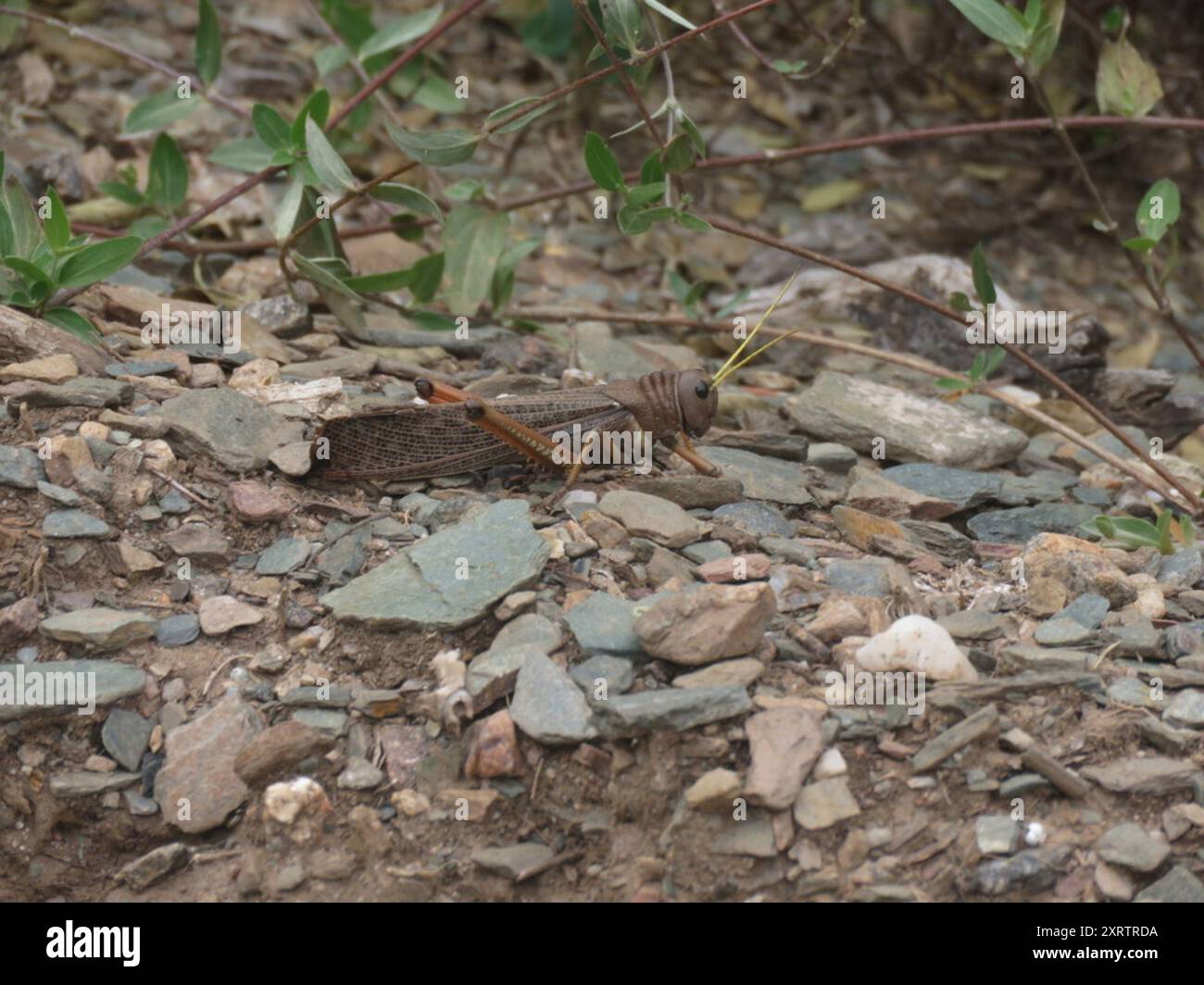 Violet-winged Grasshopper (Tropidacris collaris) Insecta Stock Photo ...
