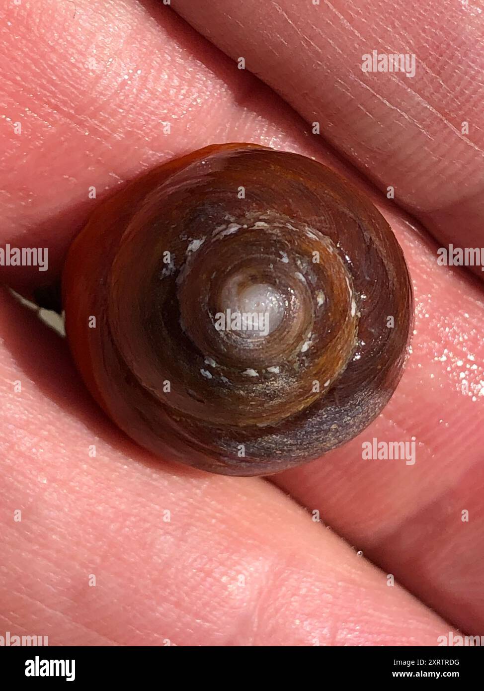 Brown Tegula (Tegula brunnea) Mollusca Stock Photo - Alamy