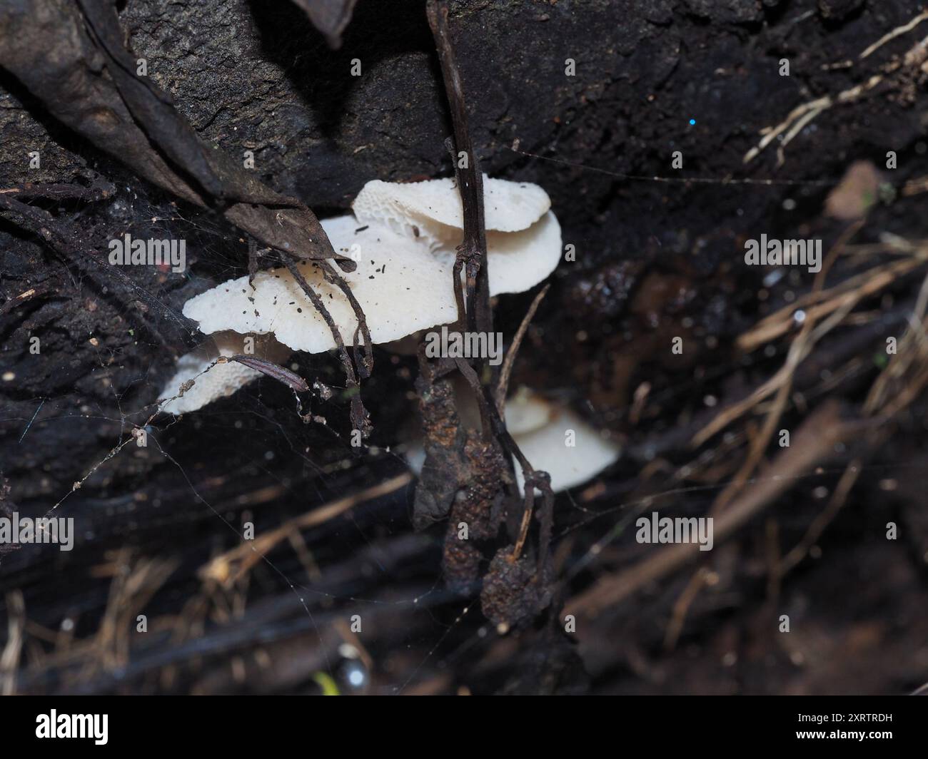 white porecap (Favolaschia pustulosa) Fungi Stock Photo - Alamy