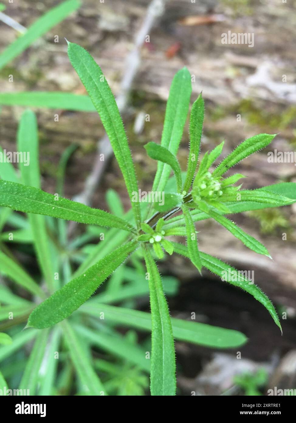 catchweed bedstraw (Galium aparine) Plantae Stock Photo - Alamy