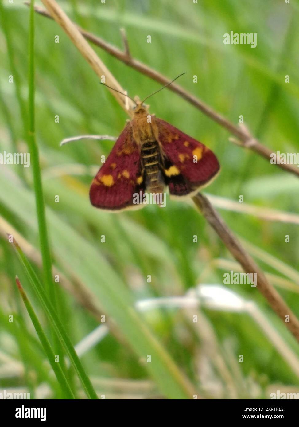 Mint Moth (Pyrausta aurata) Insecta Stock Photo - Alamy