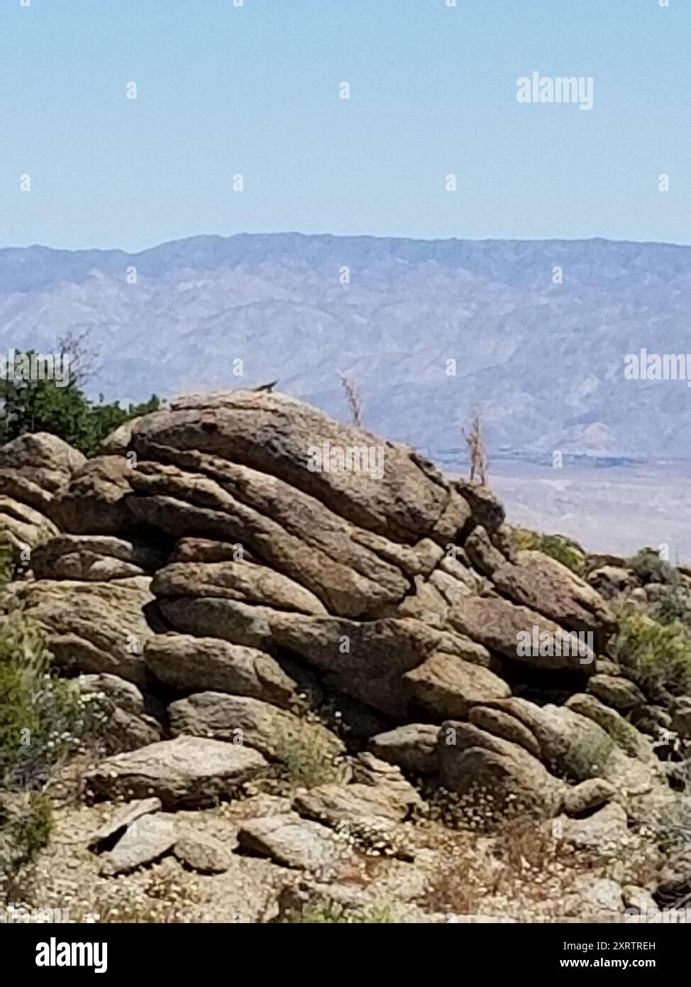 Desert Spiny Lizard (Sceloporus magister) Reptilia Stock Photo - Alamy