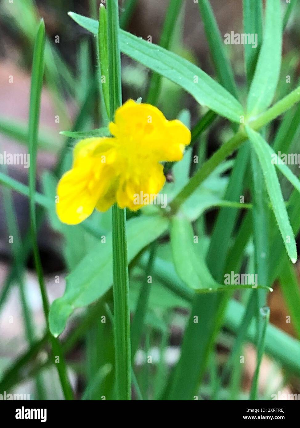 Goldilocks Buttercup (Ranunculus auricomus) Plantae Stock Photo - Alamy