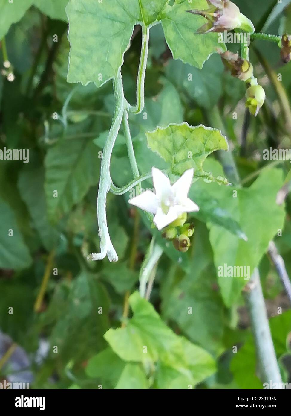 Wild Bindweed (Convolvulus farinosus) Plantae Stock Photo - Alamy