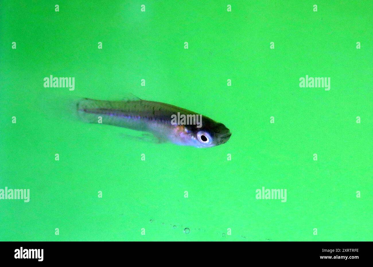 Western Mosquitofish (Gambusia affinis) Actinopterygii Stock Photo - Alamy