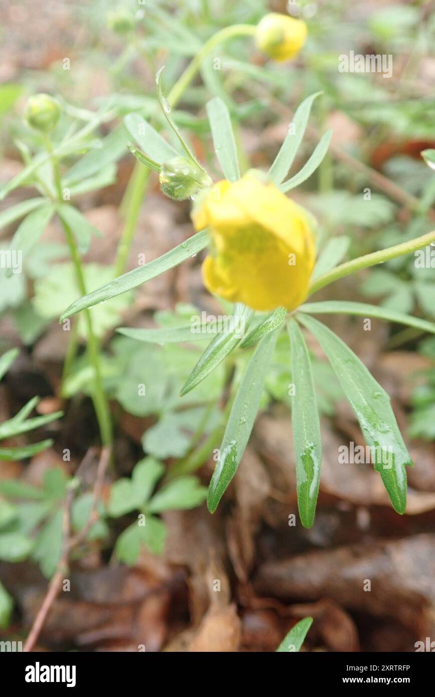 Goldilocks Buttercup (Ranunculus auricomus) Plantae Stock Photo - Alamy