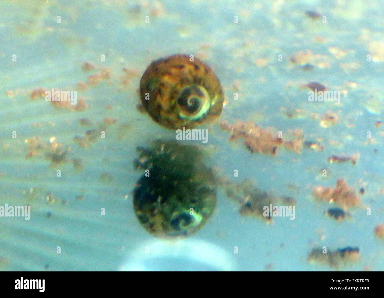 Chilina Snails (Chilina) Mollusca Stock Photo - Alamy