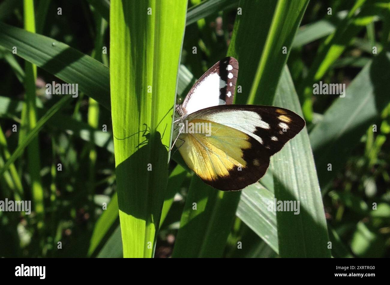 Cepora perimale hi-res stock photography and images - Alamy