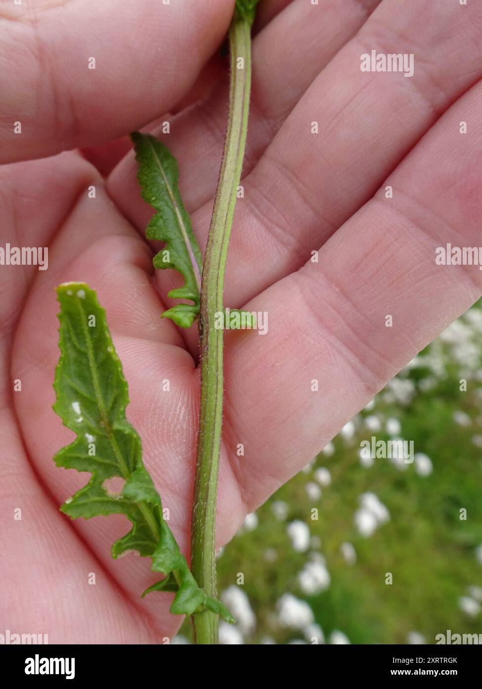 White Wall-rocket (Diplotaxis erucoides) Plantae Stock Photo - Alamy