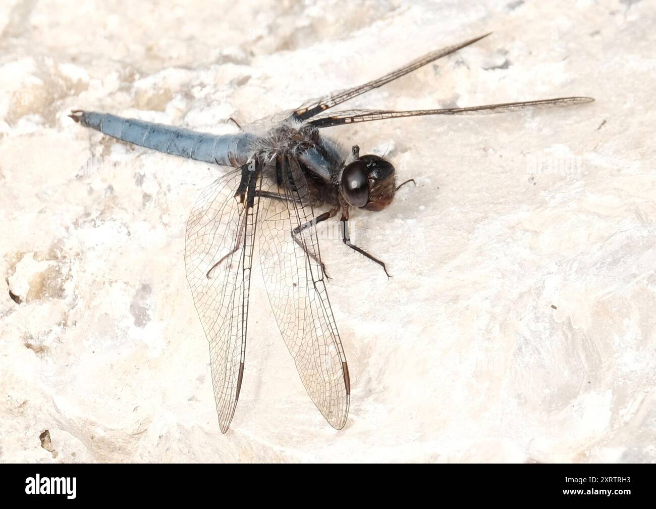 Blue Corporal (Ladona deplanata) Insecta Stock Photo - Alamy