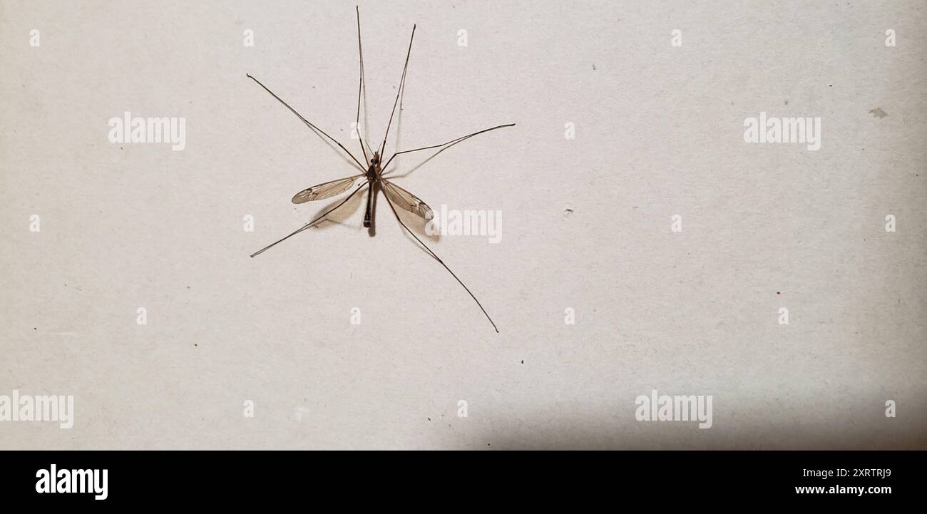 Large Crane Flies (Tipulidae) Insecta Stock Photo - Alamy