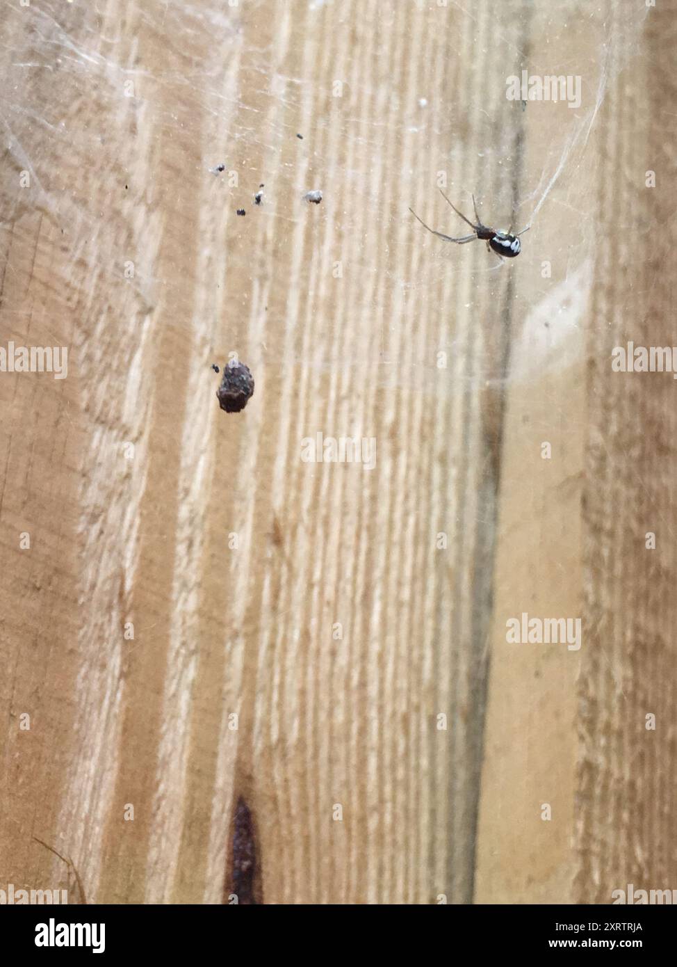 Sheetweb and Dwarf Weavers (Linyphiidae) Arachnida Stock Photo - Alamy