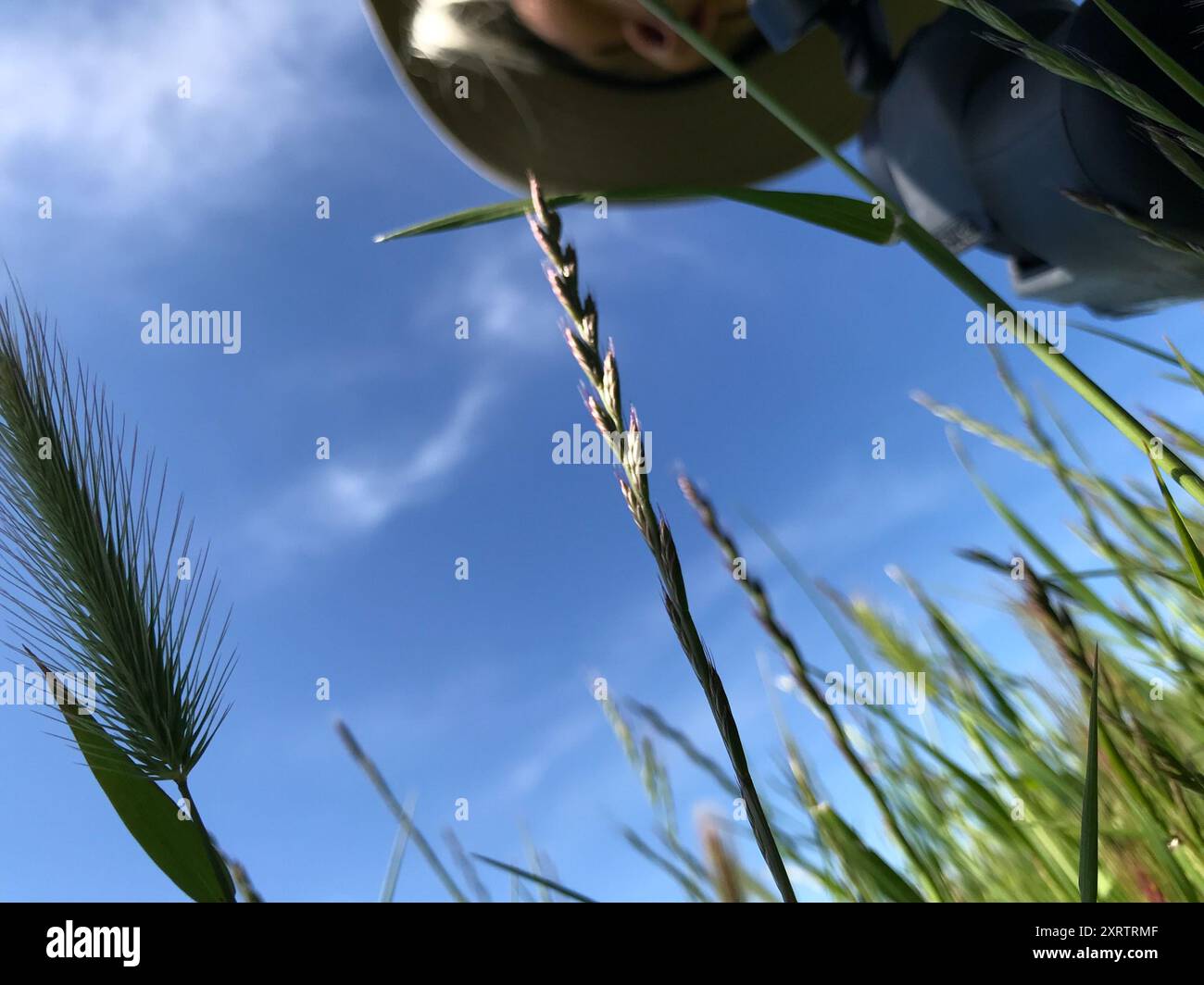 Italian Ryegrass (Lolium multiflorum) Plantae Stock Photo - Alamy