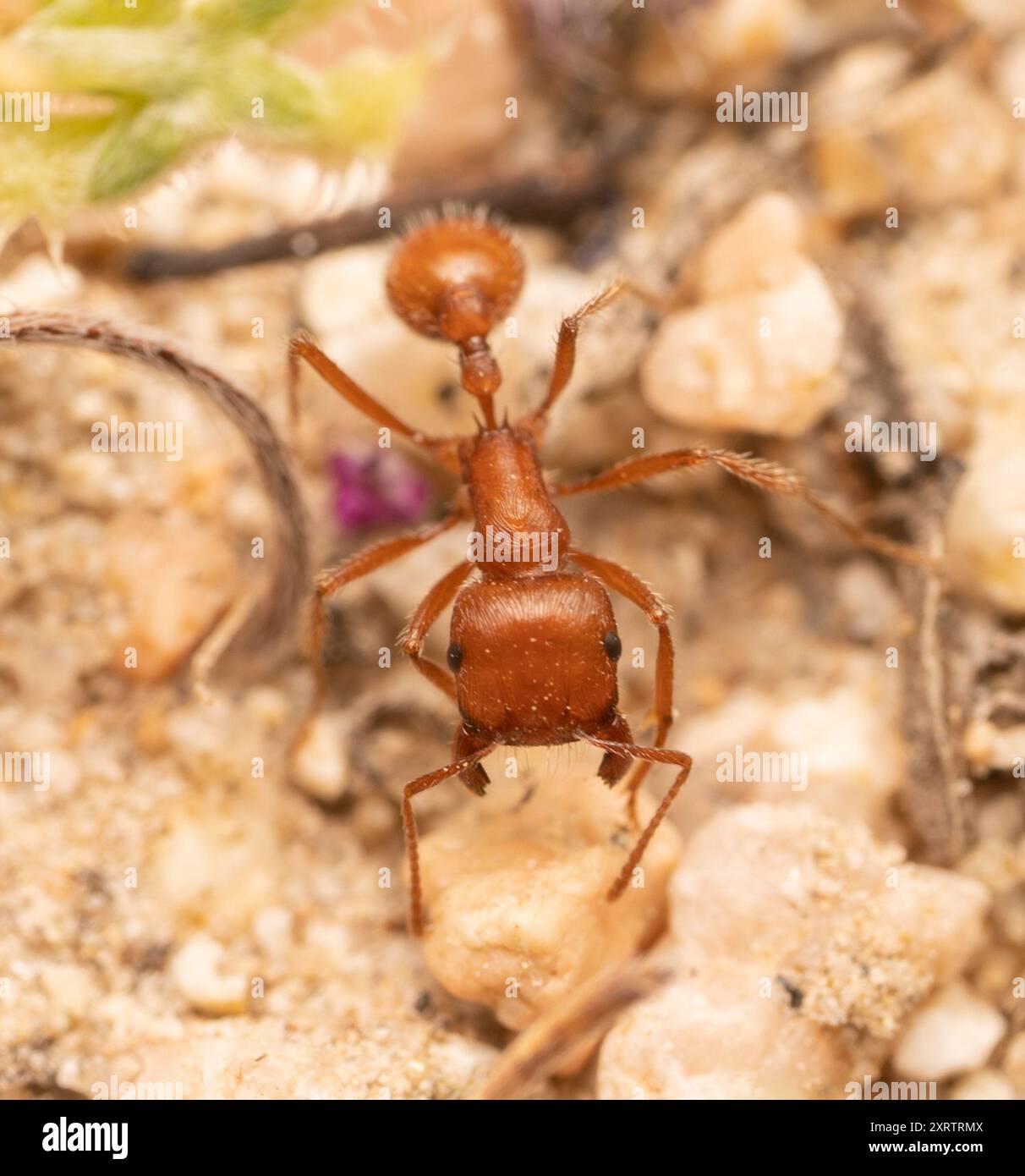 Typical American Harvester Ants (Pogonomyrmex) Insecta Stock Photo - Alamy