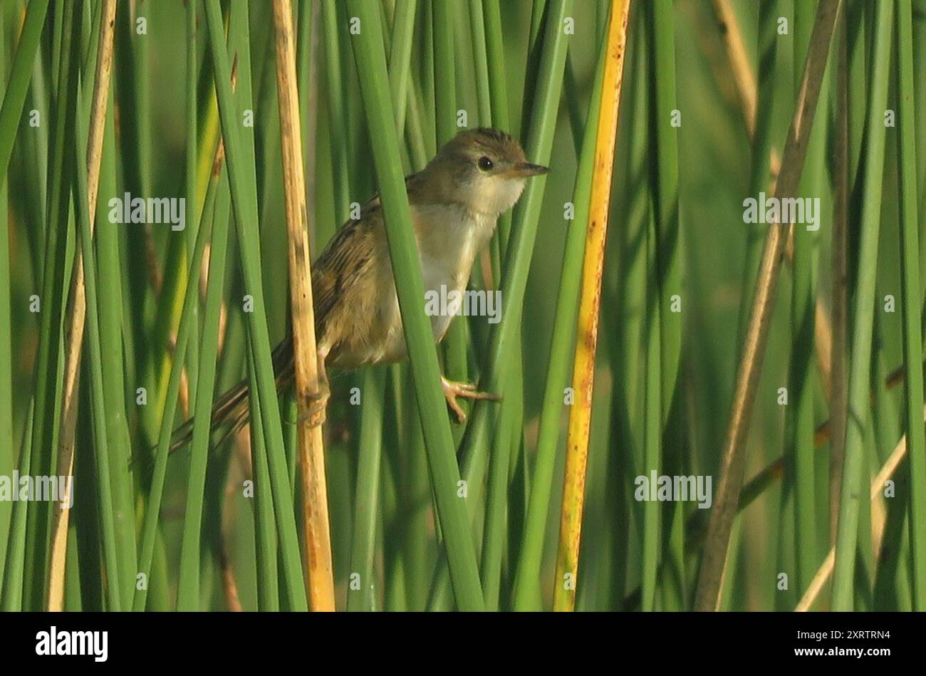 Bay-capped Wren-Spinetail (Spartonoica maluroides) Aves Stock Photo - Alamy