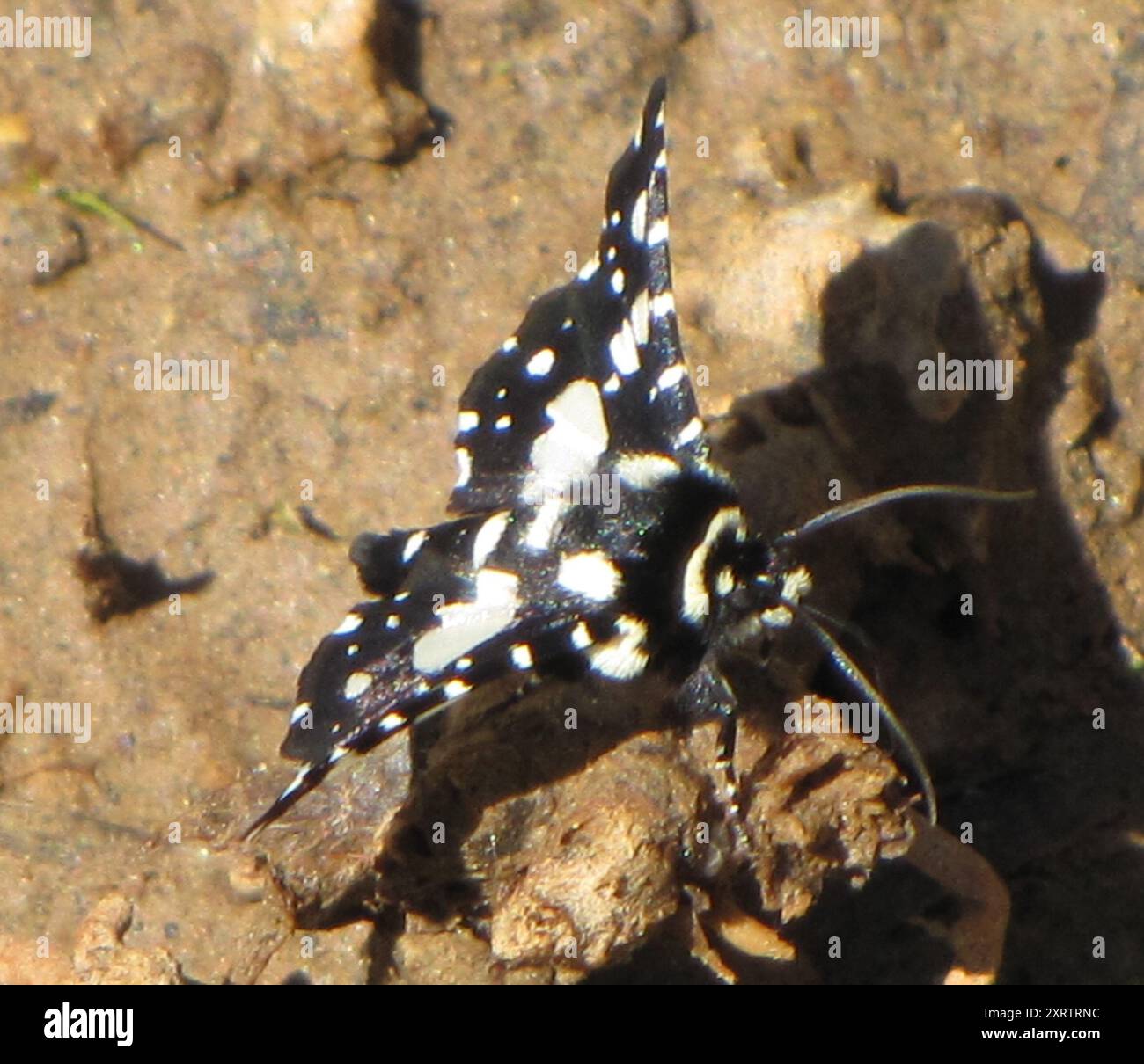 Pseudothyris sepulchralis hi-res stock photography and images - Alamy