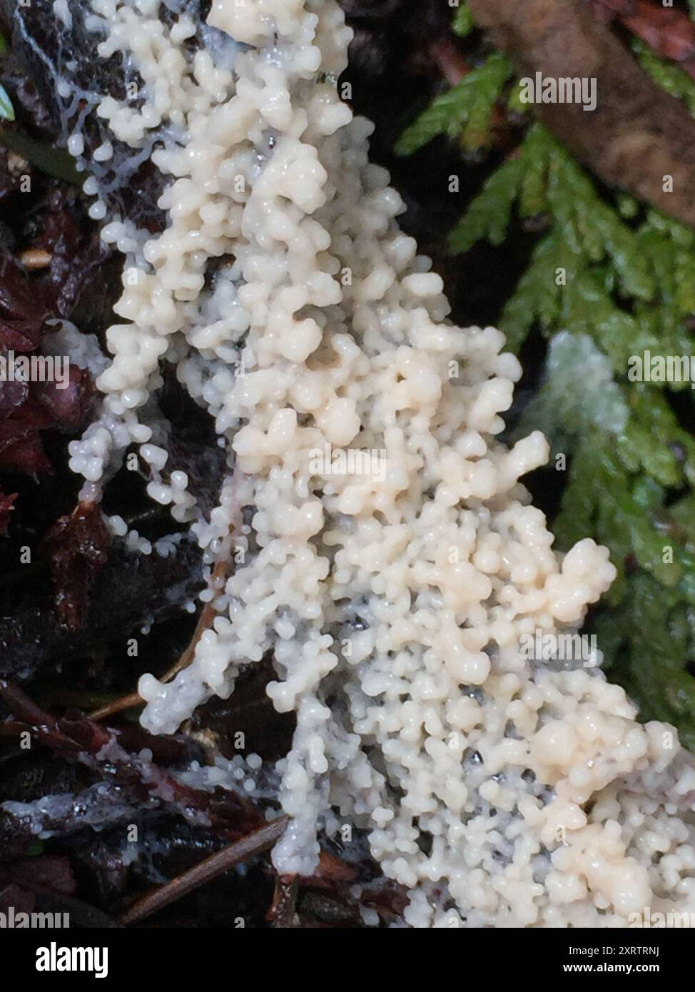 Dog Sick Slime Mould (Didymium spongiosum) Protozoa Stock Photo - Alamy