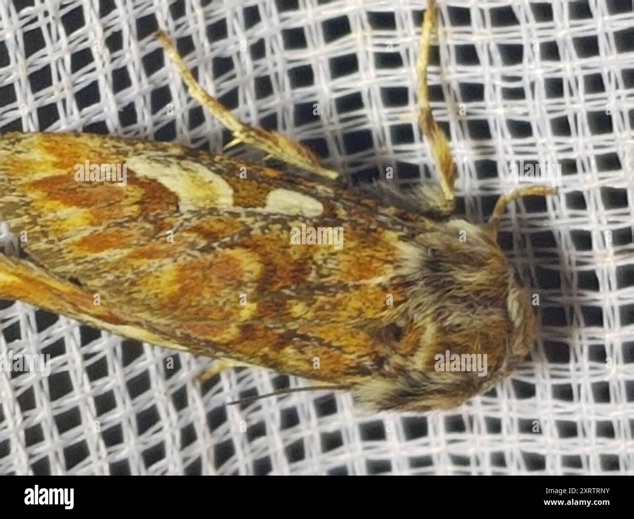 Pine Beauty (Panolis flammea) Insecta Stock Photo - Alamy