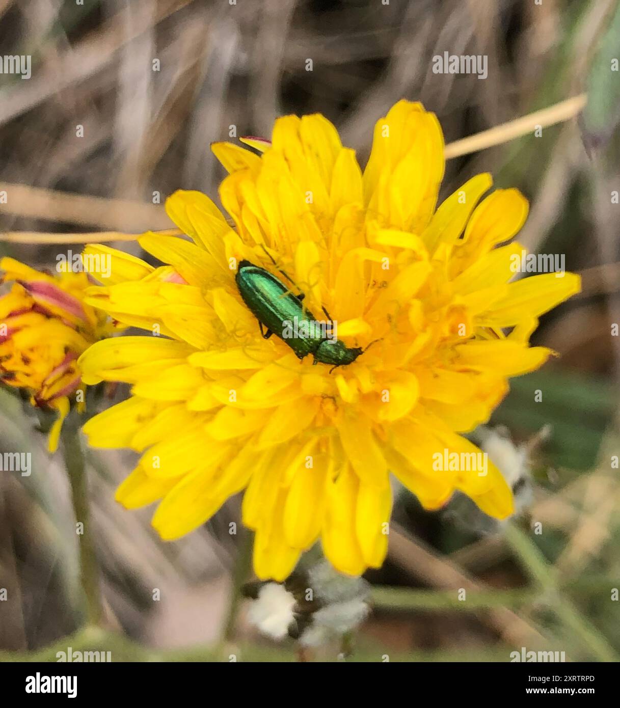 Cucujiform beetles hi-res stock photography and images - Alamy