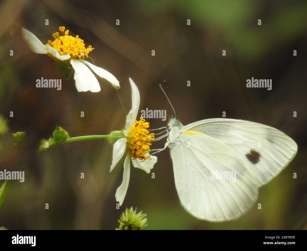 Indian Cabbage White (Pieris canidia) Insecta Stock Photo - Alamy