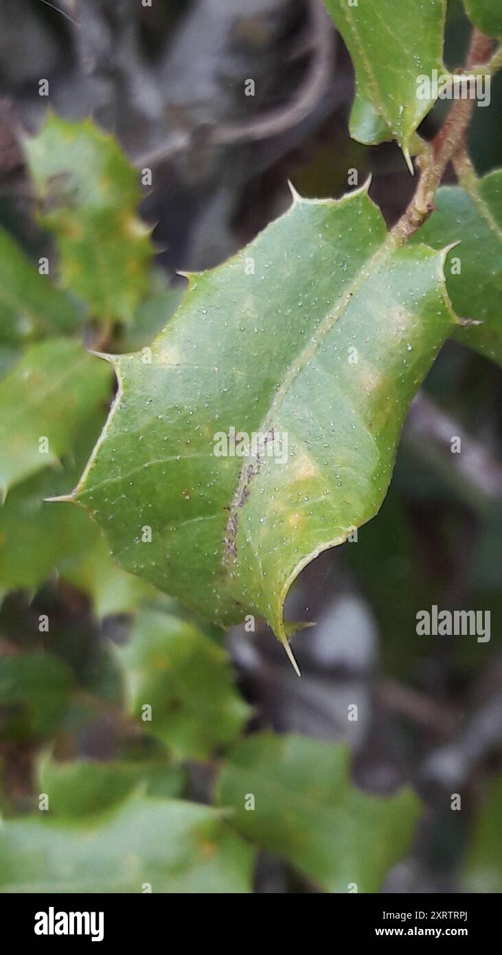 Kermes oak (Quercus coccifera) Plantae Stock Photo - Alamy