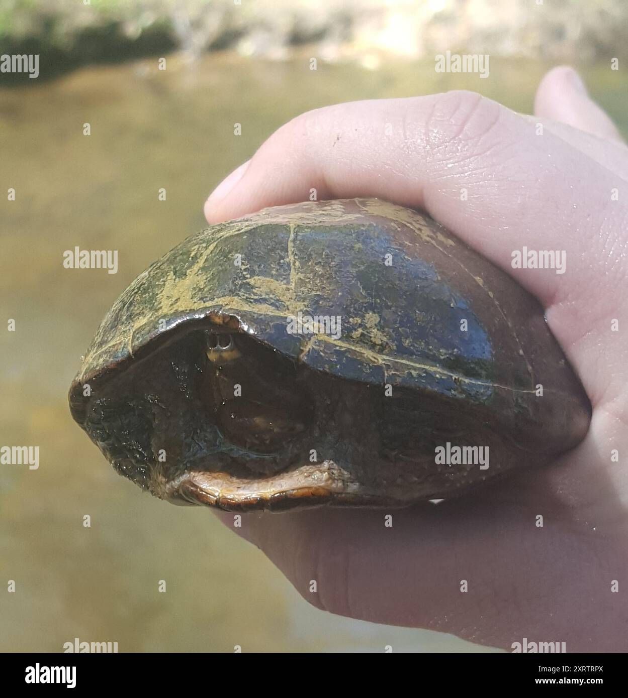 Eastern Musk Turtle (Sternotherus odoratus) Reptilia Stock Photo - Alamy