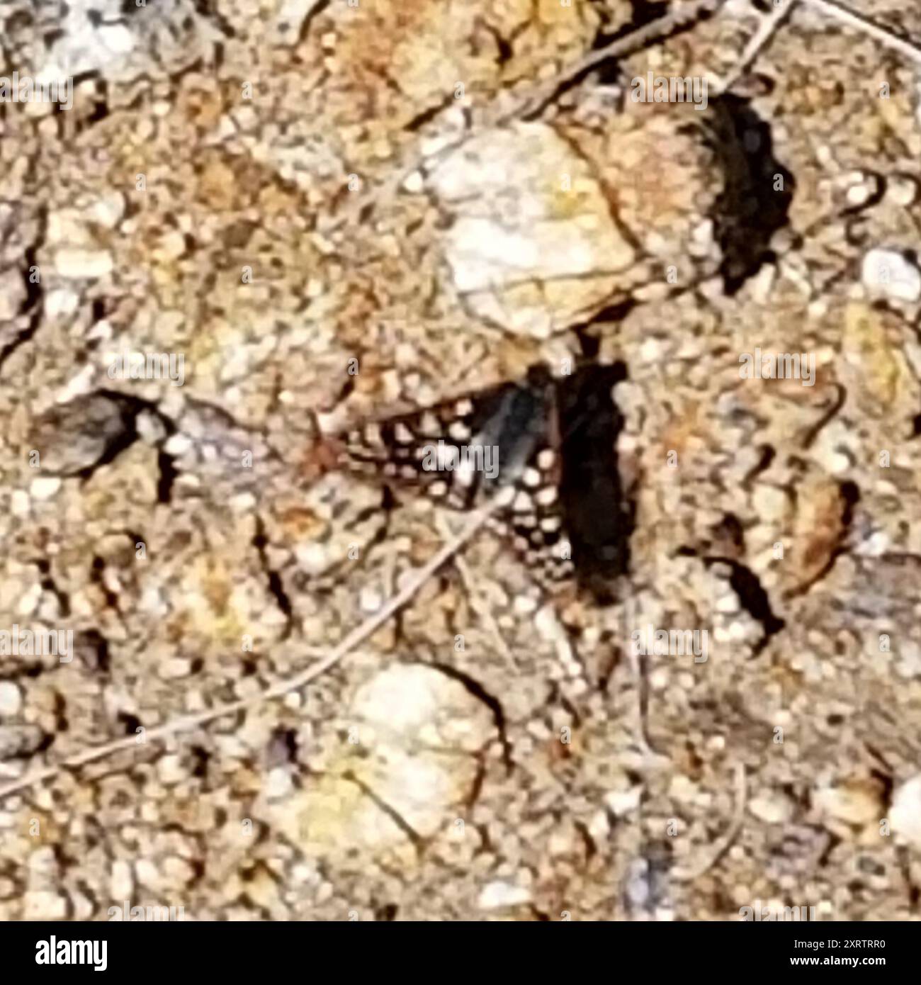 Variable Checkerspot (Euphydryas chalcedona) Insecta Stock Photo - Alamy