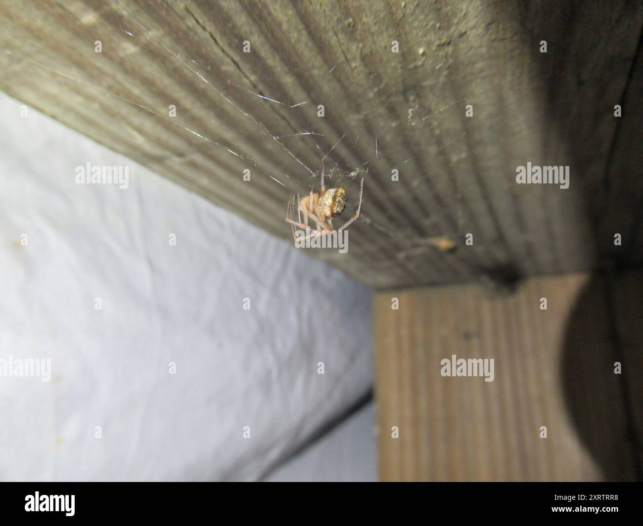 Common House Spider (Parasteatoda tepidariorum) Arachnida Stock Photo ...