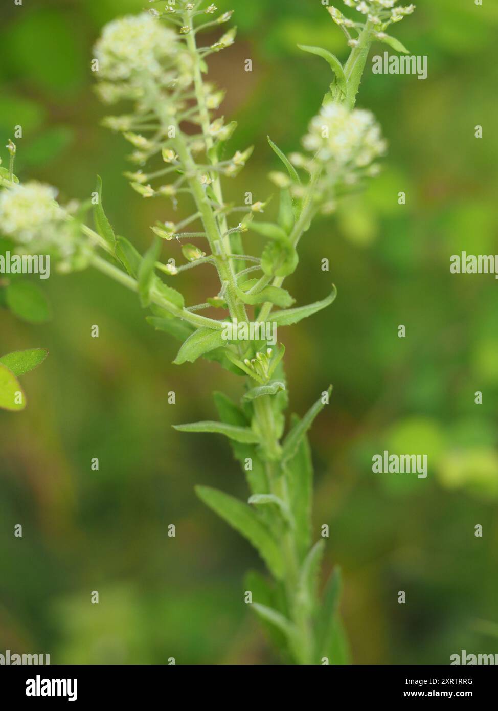 field peppergrass (Lepidium campestre) Plantae Stock Photo - Alamy