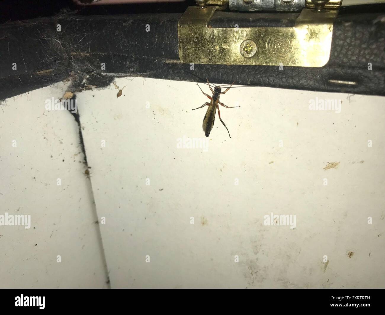 Narrow-waisted Wasps, Ants, and Bees (Apocrita) Insecta Stock Photo - Alamy