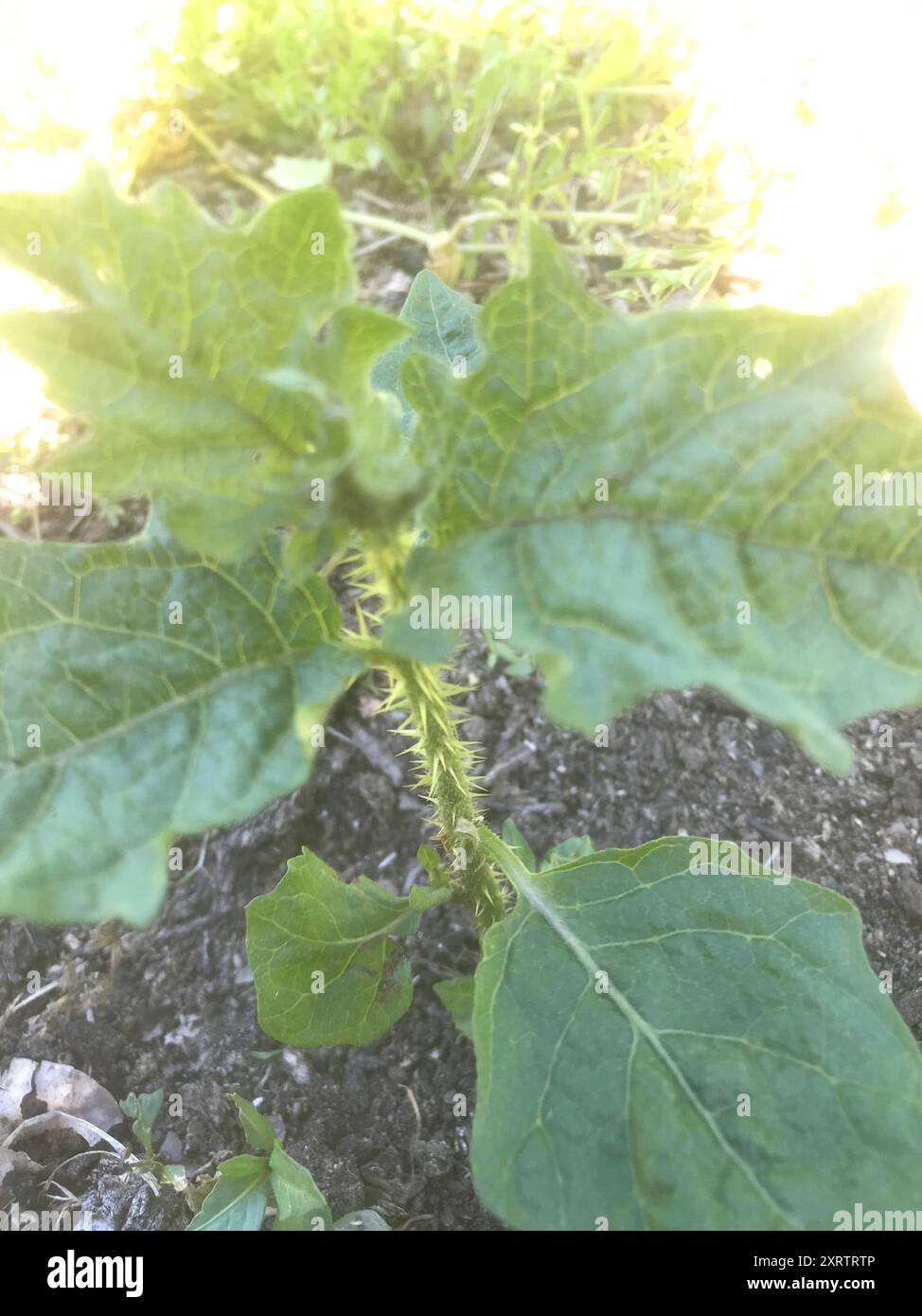 Carolina horsenettle (Solanum carolinense) Plantae Stock Photo - Alamy