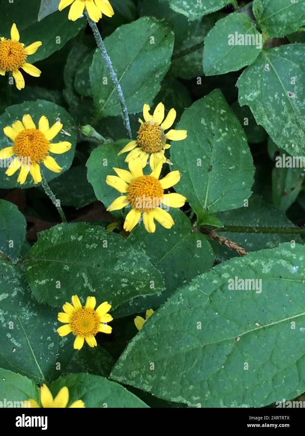Oppositeleaf Spotflower (Acmella repens) Plantae Stock Photo - Alamy