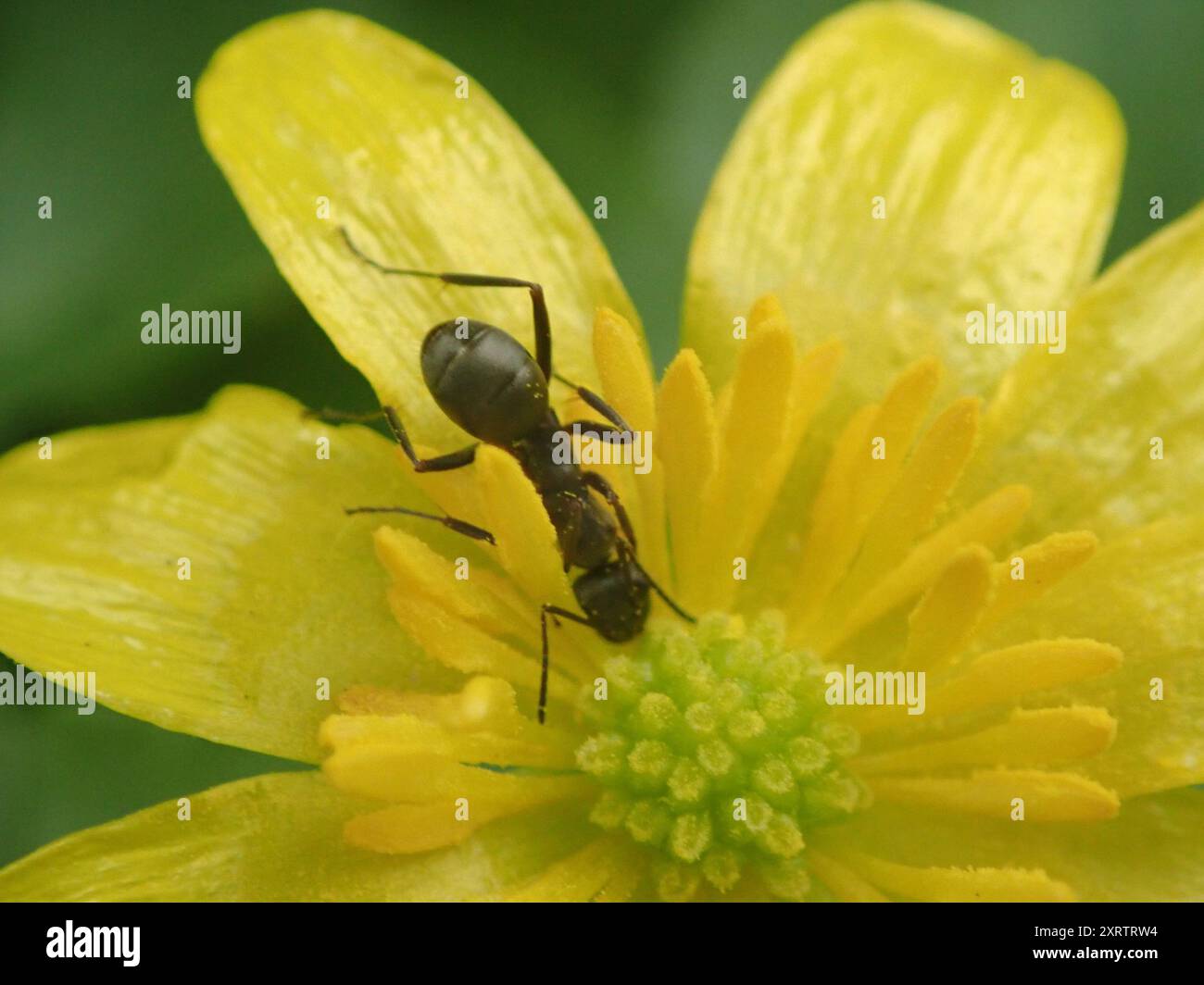 fusca-group Field Ants and Allies (Formica fusca) Insecta Stock Photo ...