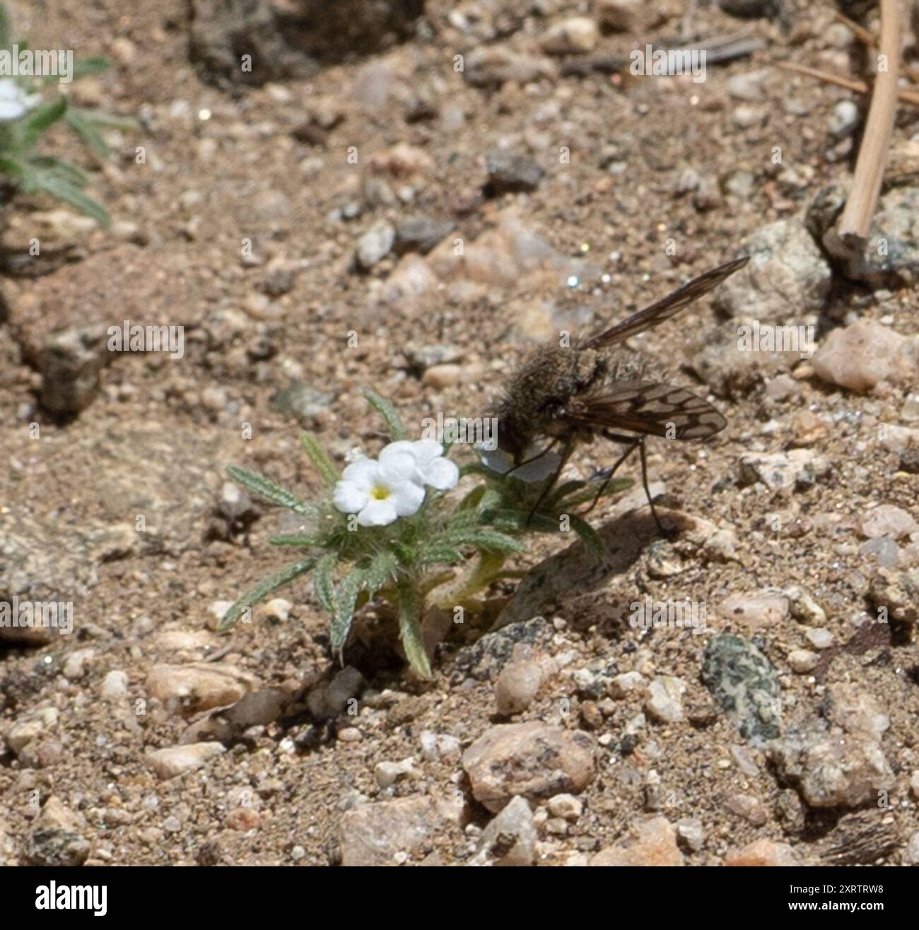 Cone-snout Bee Fly (Conophorus fenestratus) Insecta Stock Photo - Alamy
