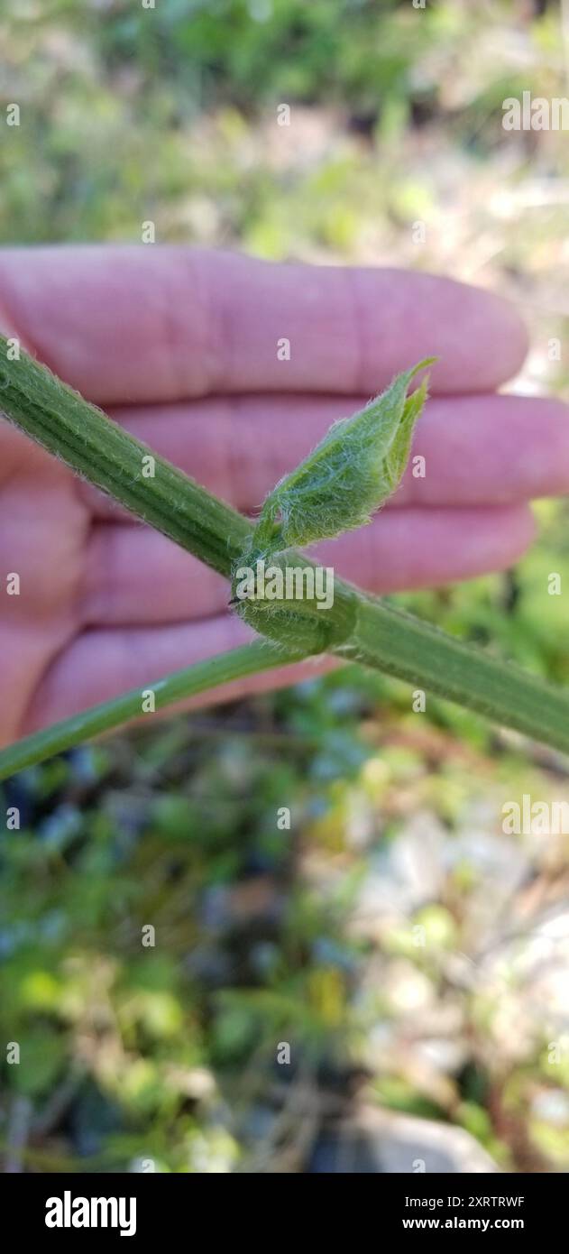 coastal manroot (Marah oregana) Plantae Stock Photo - Alamy