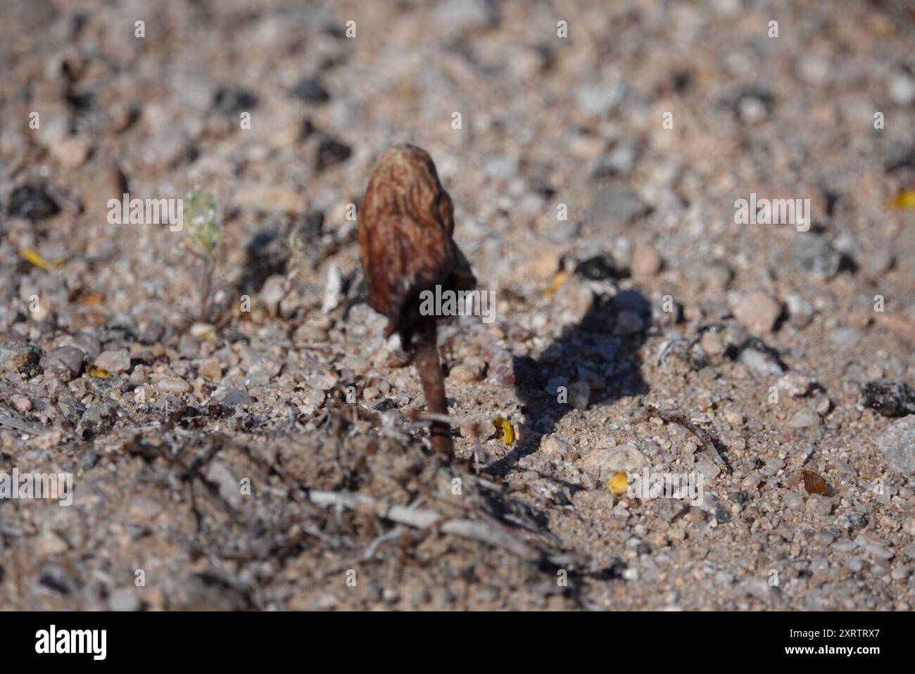 Desert Shaggymane (Podaxis pistillaris) Fungi Stock Photo - Alamy