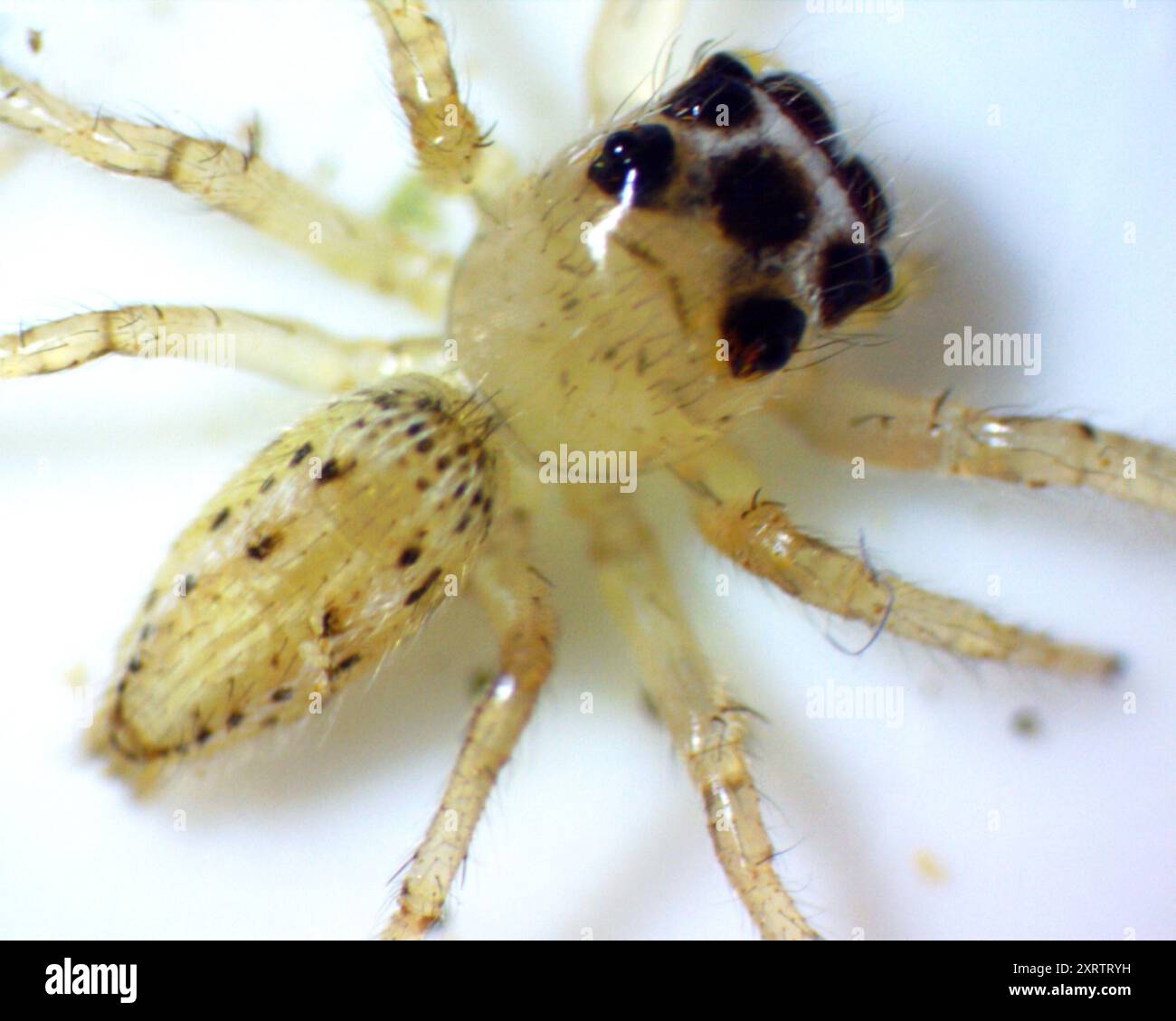 Sylvan Jumping Spider (Colonus sylvanus) Arachnida Stock Photo - Alamy